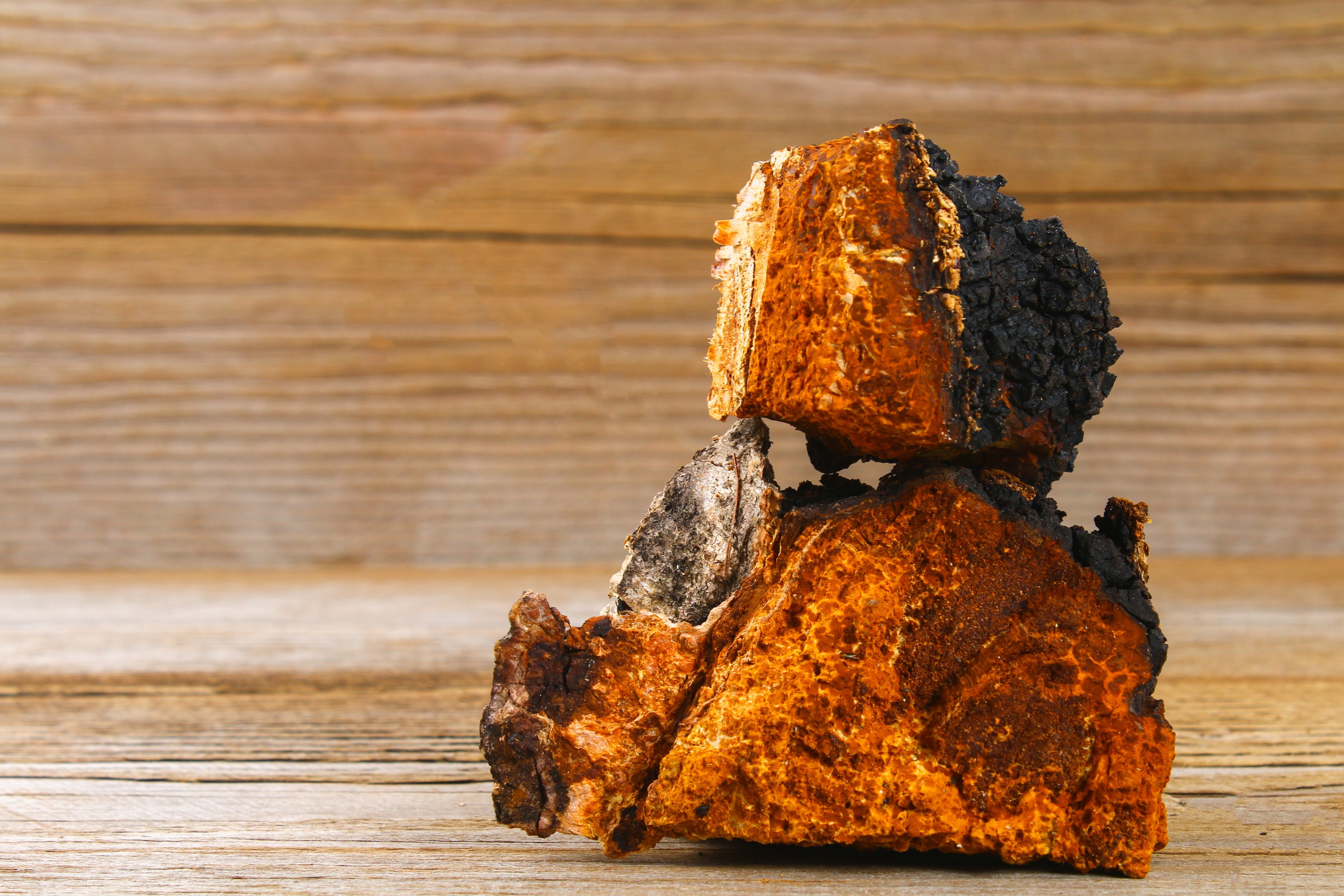 Hongo Chaga: Diamante del bosque – Commons