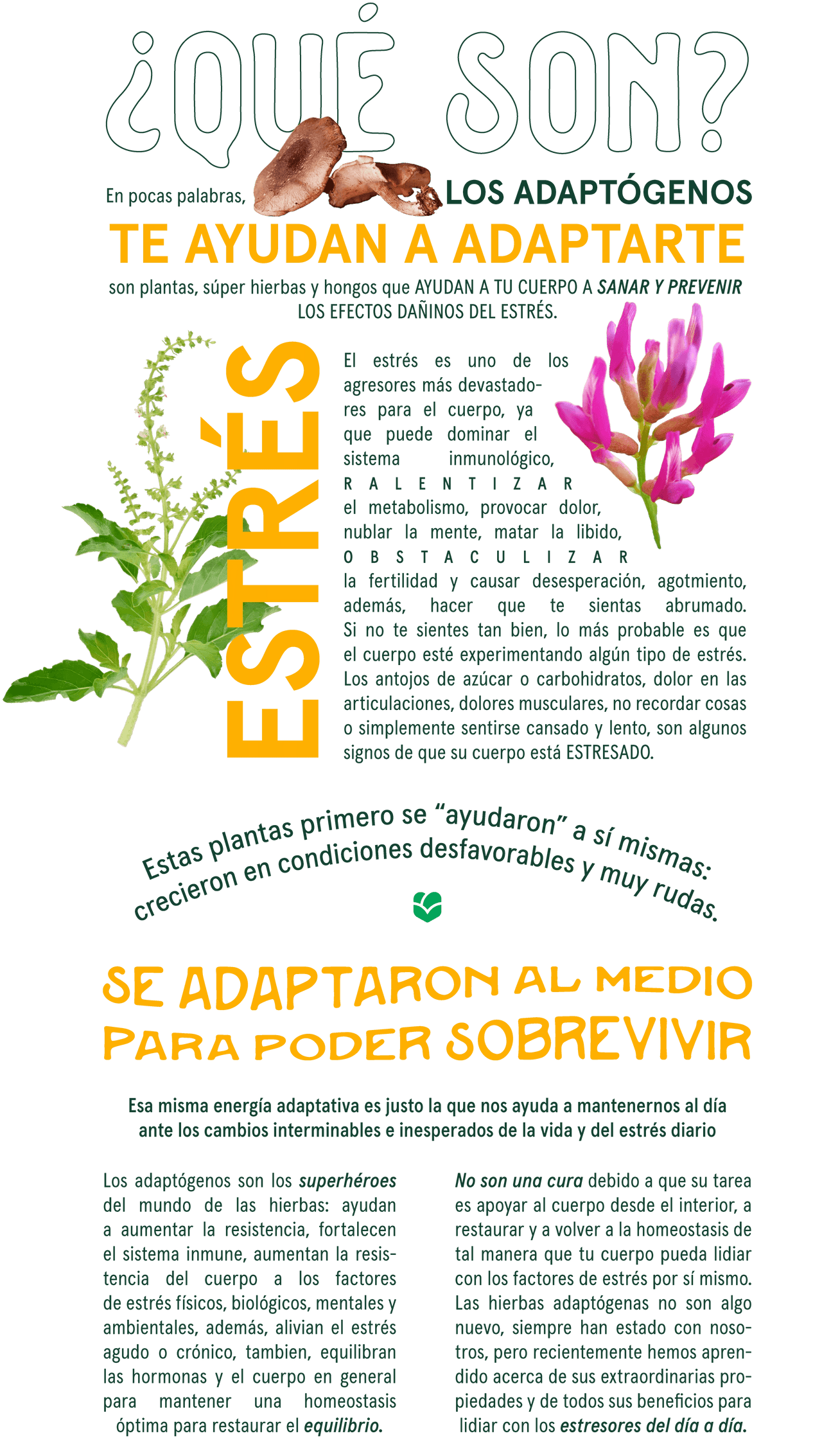 ¿Qué son los adaptógenos? – Commons