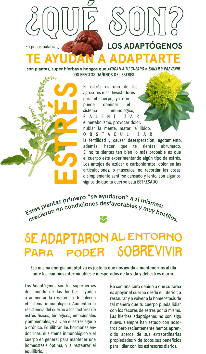 ¿Qué son los adaptógenos? – Commons